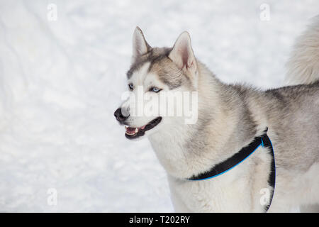 Siberian Husky Dog standing on Snow Stock Photo - Alamy