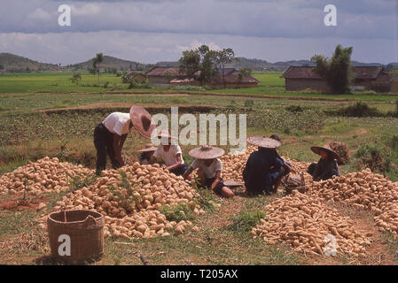 1960s, historical, farming, China, chinese farm labourers in a field ...