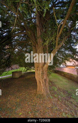 The ancient yew trees at Saint Mary the Virgin Church Overton on Dee ...
