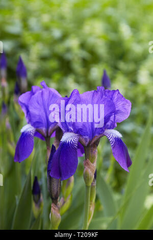 Bearded Iris 'Loop the Loop' Stock Photo - Alamy