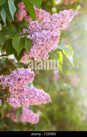 Lilac. Lilacs or syringe. Colorful purple lilacs blossoms with green ...