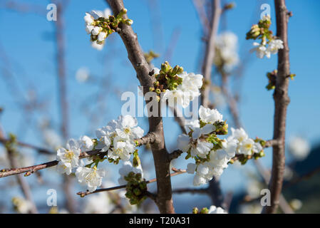 Cherry tree blossom on Costa Blanca, Alicante, Spain Stock Photo - Alamy