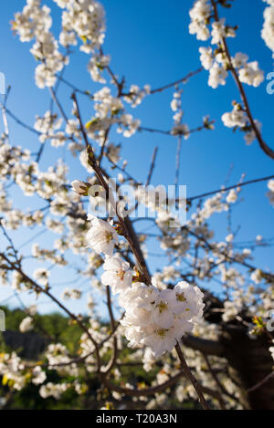 Cherry tree blossom on Costa Blanca, Alicante, Spain Stock Photo - Alamy