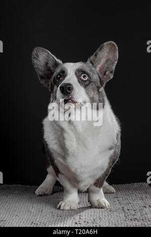 Beautiful grey corgi dog with different colored eyes closeup emotional ...