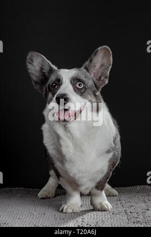 Beautiful grey corgi dog with different colored eyes closeup emotional ...