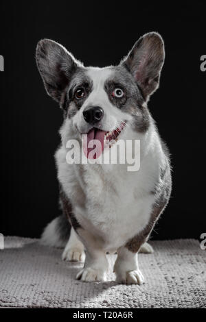 Beautiful grey corgi dog with different colored eyes closeup emotional ...