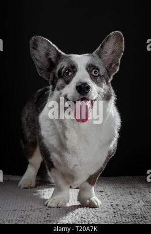 Beautiful grey corgi dog with different colored eyes closeup emotional ...