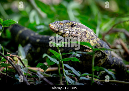 Ornate Monitor Lizard, Loango National Park, Gabon Stock Photo - Alamy