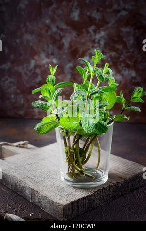 Sprigs of mint with roots in a glass on old wooden background. Copy ...
