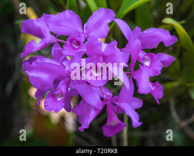 A photograph of a cluster of violet orchids Stock Photo - Alamy