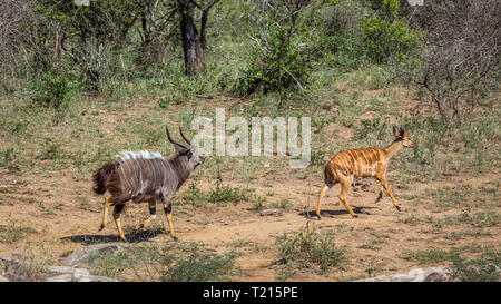 Nyala (Tragelaphus angasii) male running, summer, South Africa Stock ...