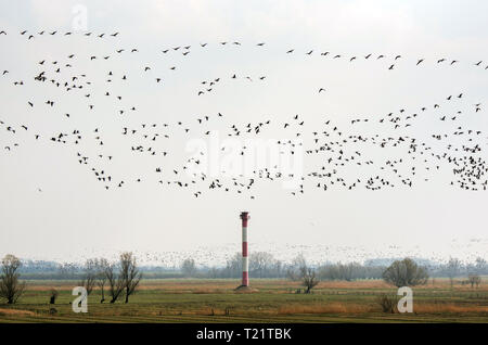 Drochtersen, Germany. 30th Mar, 2019. View of the dike foreland and the ...