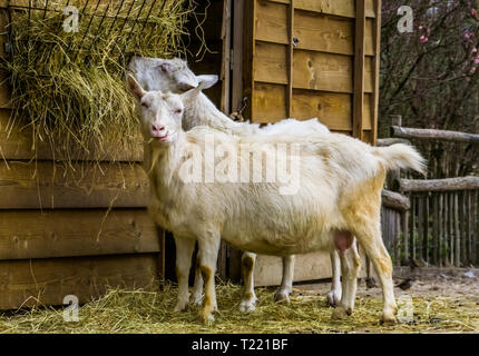 White milk goat or Dutch white goat, Capra aegagrus hircus, portrait of ...