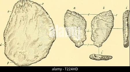 . The dinosaurs of North America. Dinosaurs. MARSH.] BIPLODOCUS. 179 ...