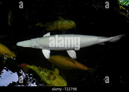 a photo of 3 ft. Platinum Alligator Gar Stock Photo - Alamy