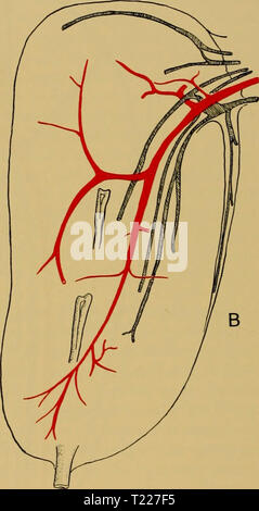Apical Artery