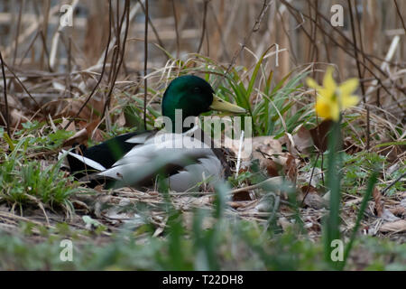 mallard (Anas platyrhynchos), dead duck in water, Germany, North Rhine ...