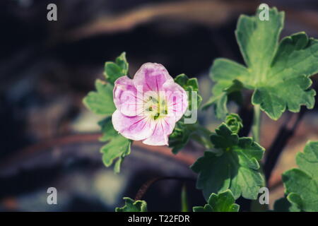 Chatham Island Geranium (Geranium traversii) is a low-growing perennial ...