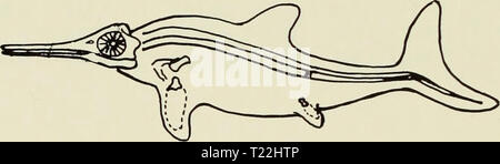 . Differential growth in three ichthyosaurs : Ichthyosaurus communis, I ...