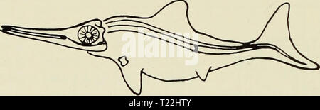 . Differential growth in three ichthyosaurs : Ichthyosaurus communis, I ...