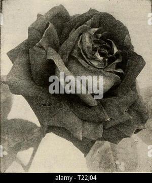 Molly Sharman Crawford Rose - Vintage Cigarette Card Stock Photo - Alamy