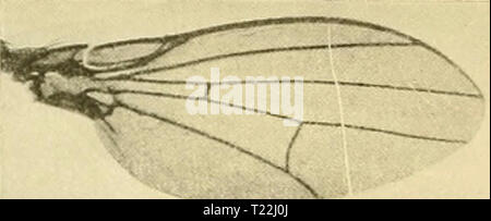 . Diptera : Lonchaeidae, Sapromyzidae, Ephydridae, Chloropidae ...