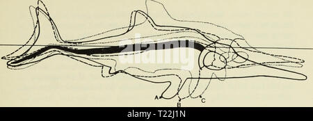 . Differential growth in three ichthyosaurs : Ichthyosaurus communis, I ...