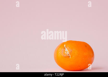 A set of rotten moldy oranges, tangerines isolated on white background ...