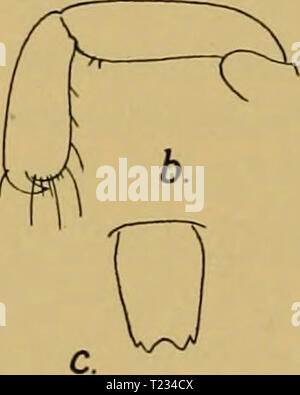 . Fig. 66. Iphimedia capicola, n.sp. a. Peraeon segment 7 and pleon ...