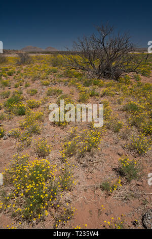 Mount Riley, Dona Ana County, New Mexico, USA Stock Photo - Alamy
