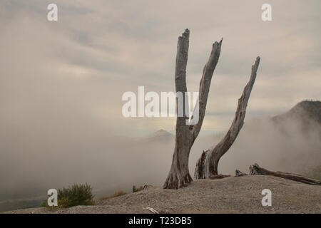 Eerie tree destroyed by the Chaitén volcano eruption, Pumalin National ...