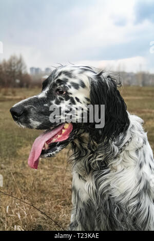 sitting English Setter Stock Photo - Alamy