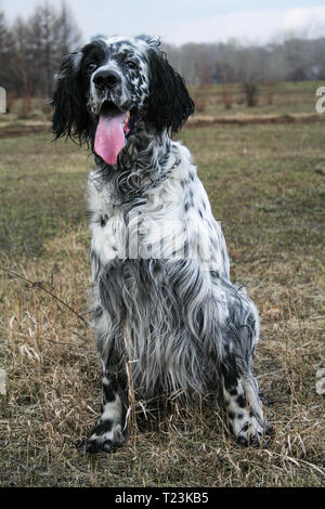 Dog english pointer portrait, closeup Stock Photo - Alamy