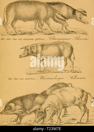 ma Szcs scr. his/jida.^ /,///,/,/r/jfff/,J , -Vvv//vvv Stock Photo - Alamy