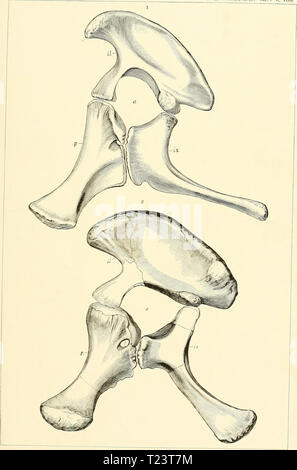 . MOROSAURUS AND APATOSAURUS. Jurassic Stock Photo - Alamy