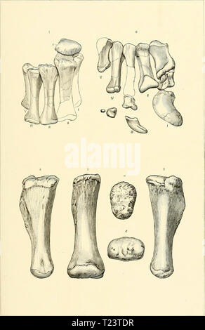 . MOROSAURUS. Jurassic Stock Photo - Alamy