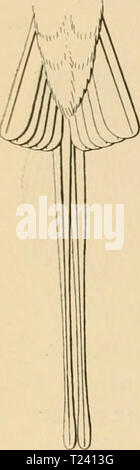 Image from page 490 of 'Afrika. Eine allgemeine Landeskunde, etc' Stock ...