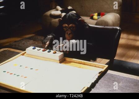 Link (1986) Jed the Chimpanzee, Date: 1986 Stock Photo - Alamy