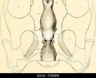 . STEGOSAURUS AND PRICONODON. Jurassic Stock Photo - Alamy