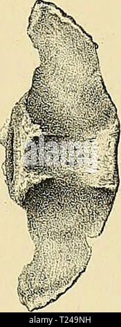 . Dinocerata : a monograph of an extinct order of gigantic mammals ...