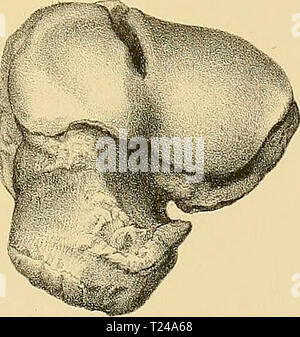 . Dinocerata : a monograph of an extinct order of gigantic mammals ...