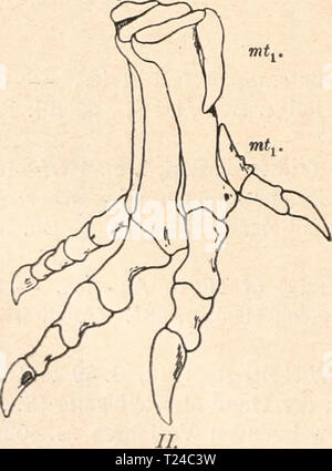 Allosaurus by Marsh Stock Photo - Alamy