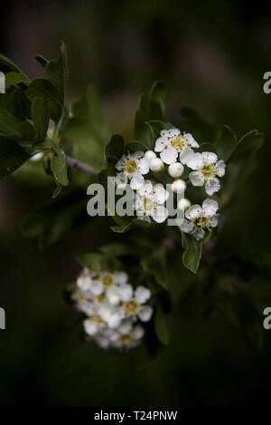 azarole on the tree Stock Photo - Alamy