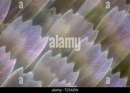 insect wing under microscope Stock Photo - Alamy