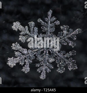 Extreme magnification - Real snowflake on black background Stock Photo ...