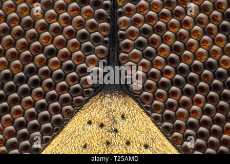 Extreme magnification - Horse fly compound eye under the microscope ...
