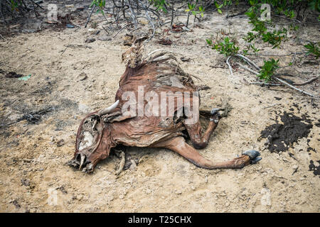 Skeleton of dead cow decomposing in grassy meadow Stock Photo - Alamy