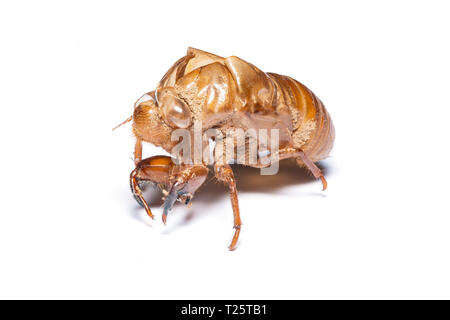 Close-up photo of empty cicada shell isolated on white background Stock ...