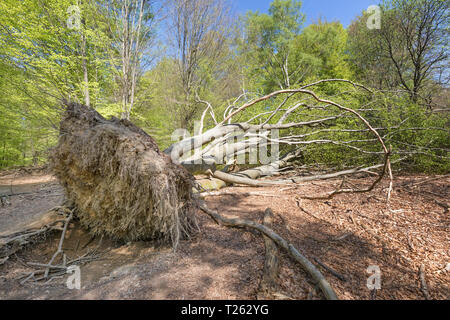 Wind Storm Damage Destruction With Tree Fallen On House, Philadelphia ...