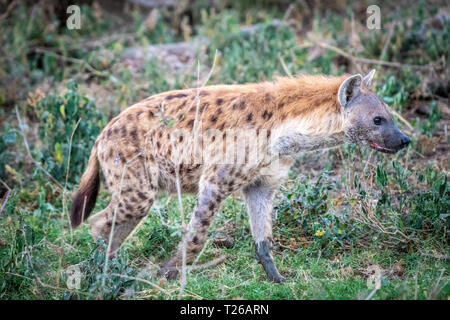 A spotted hyena (Crocuta crocuta), aka laughing hyena,Nakuru National ...